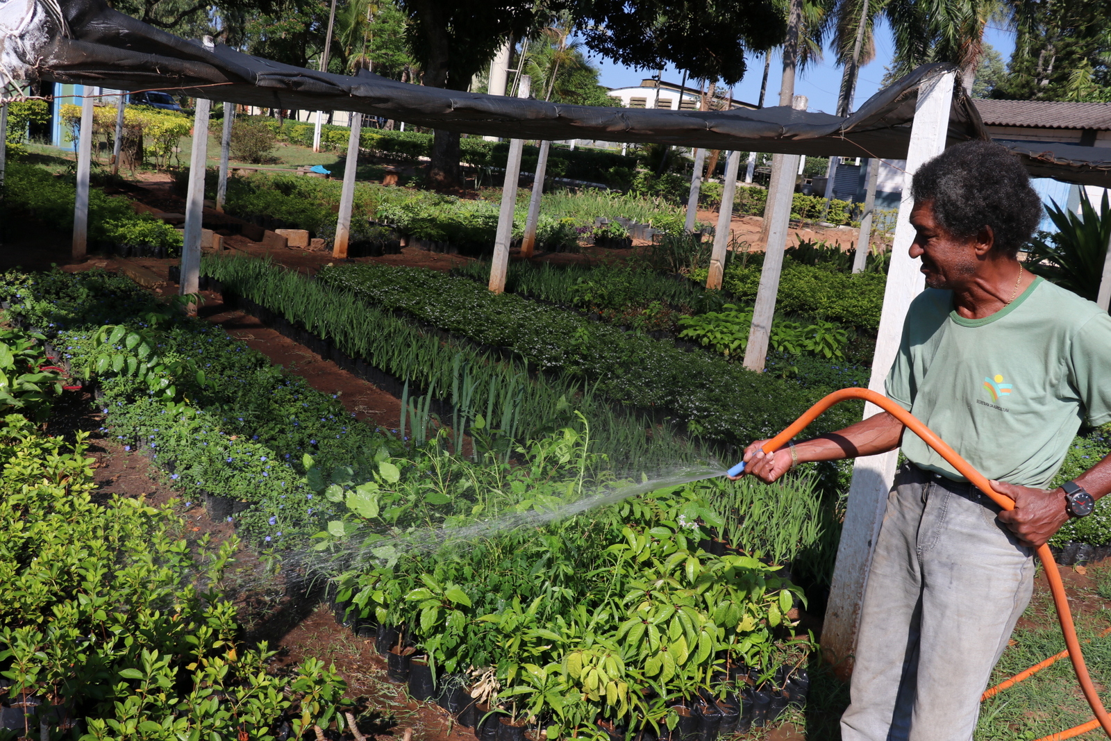 Viveiro Municipal amplia de 130 para 204 espécies de mudas • Marília ...